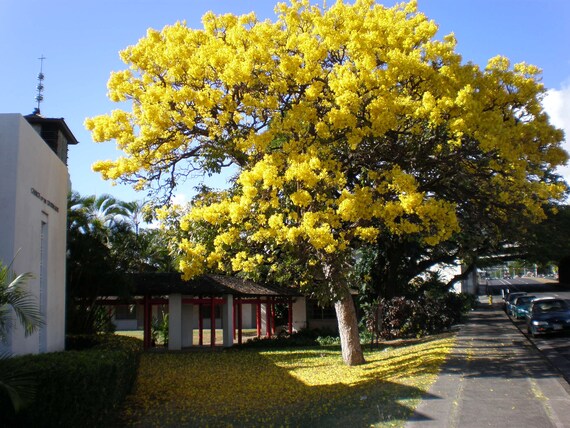 Live Yellow Tabebuia Trees 2 to 3 Feet Tall 1 Gallon | Etsy