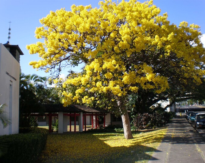 Live Yellow Tabebuia Trees 2 to 3 Feet Tall 1 Gallon, Flowering Trees ...