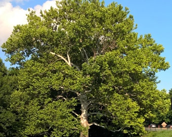 Live Yellow Tabebuia Trees 2 to 3 Feet Tall 1 Gallon - Etsy