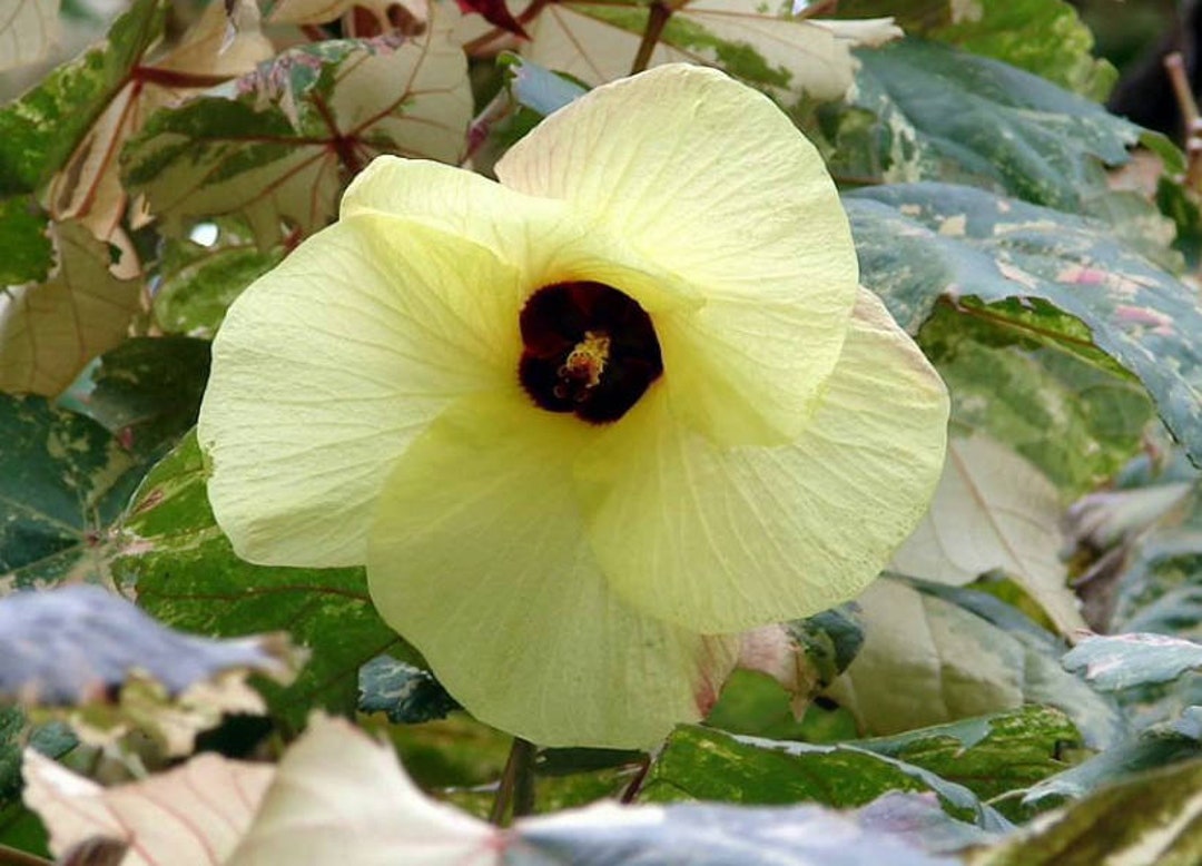 Live Variegated Mahoe Tree/ Sea Hibiscus 2 to 3 Feet Tall 1 Gallon Does ...