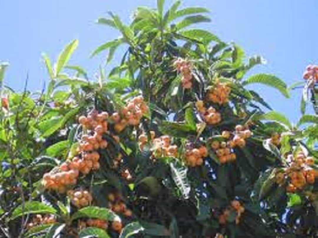 Live Grafted 'big Jim' Loquat Trees 2 to 3 Feet Tall 1 Gallon, No ...