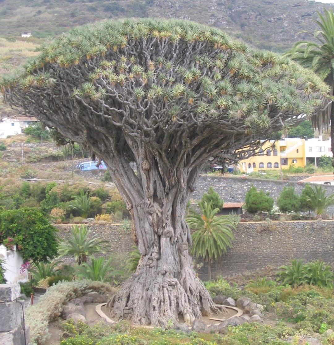 Rare Live Dragons Blood Trees 1 Gallon Does Not Ship to California - Etsy