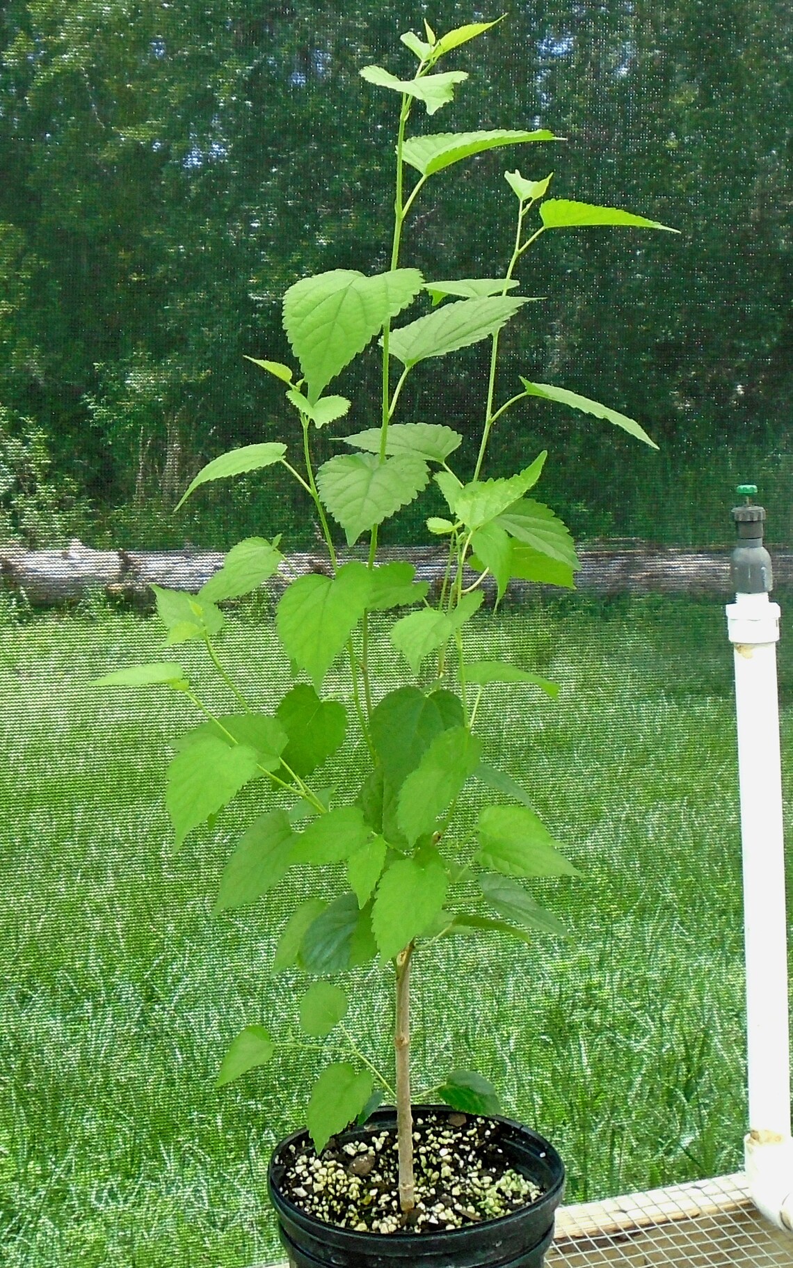 Live Rare 'issai' Everbearing Mulberry Bush 1 Gallon 2 - Etsy