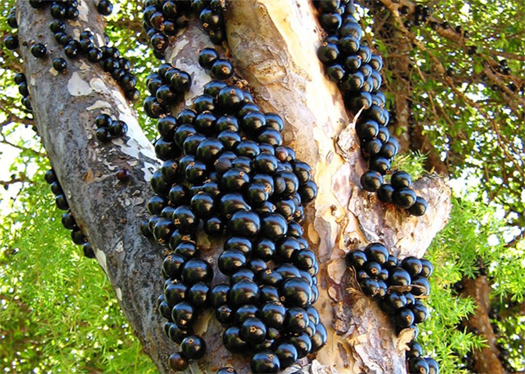 Rare Live 'sabara' Jaboticaba, Brazilian Grape Tree, 1 Gallon, Does Not ...