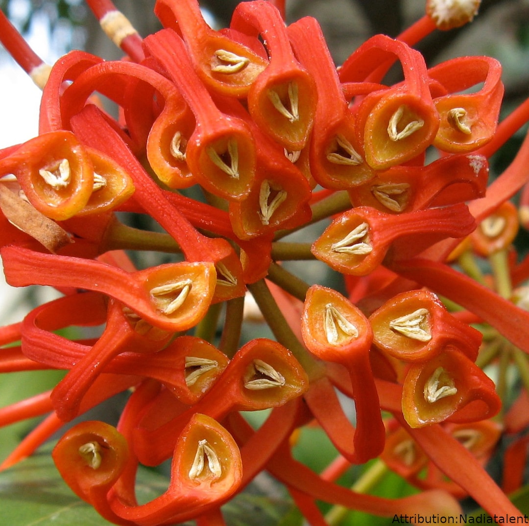 Live Rare Firewheel Trees 2 to 3 Feet Tall 1 Gallon (does Not Ship to ...