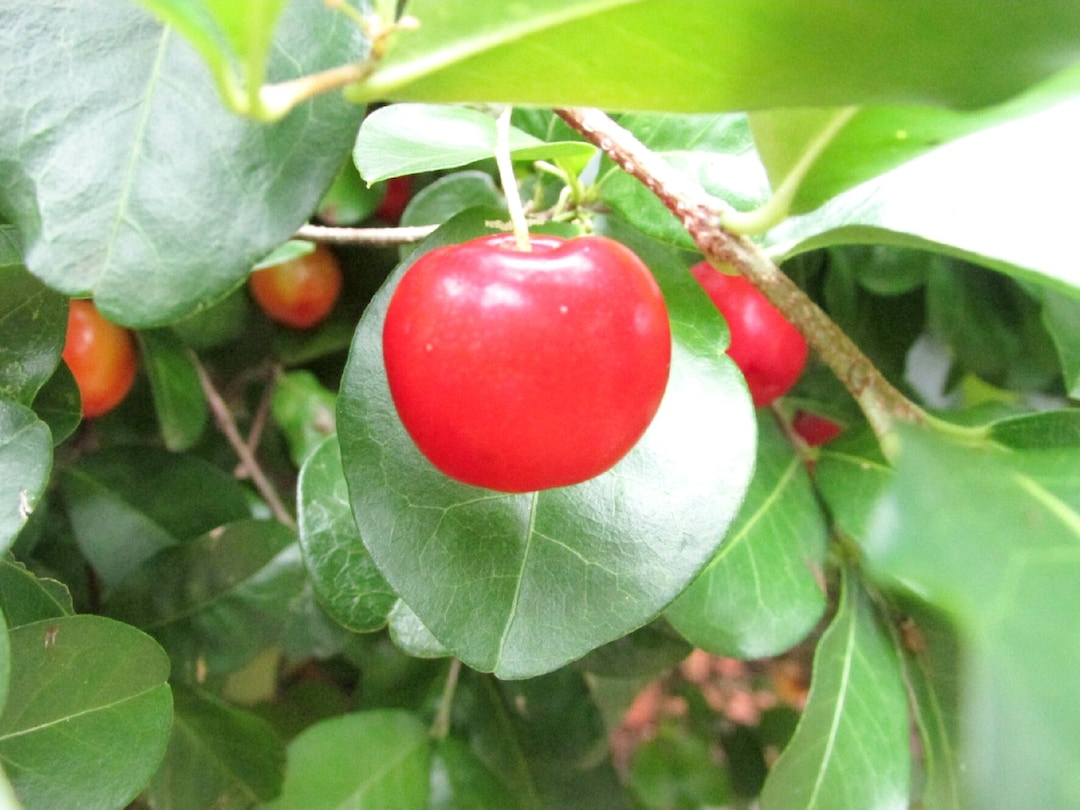 Live Barbados Cherry Shrubs, Superfood High Vitamin C, 2 to 3 Feet Tall ...