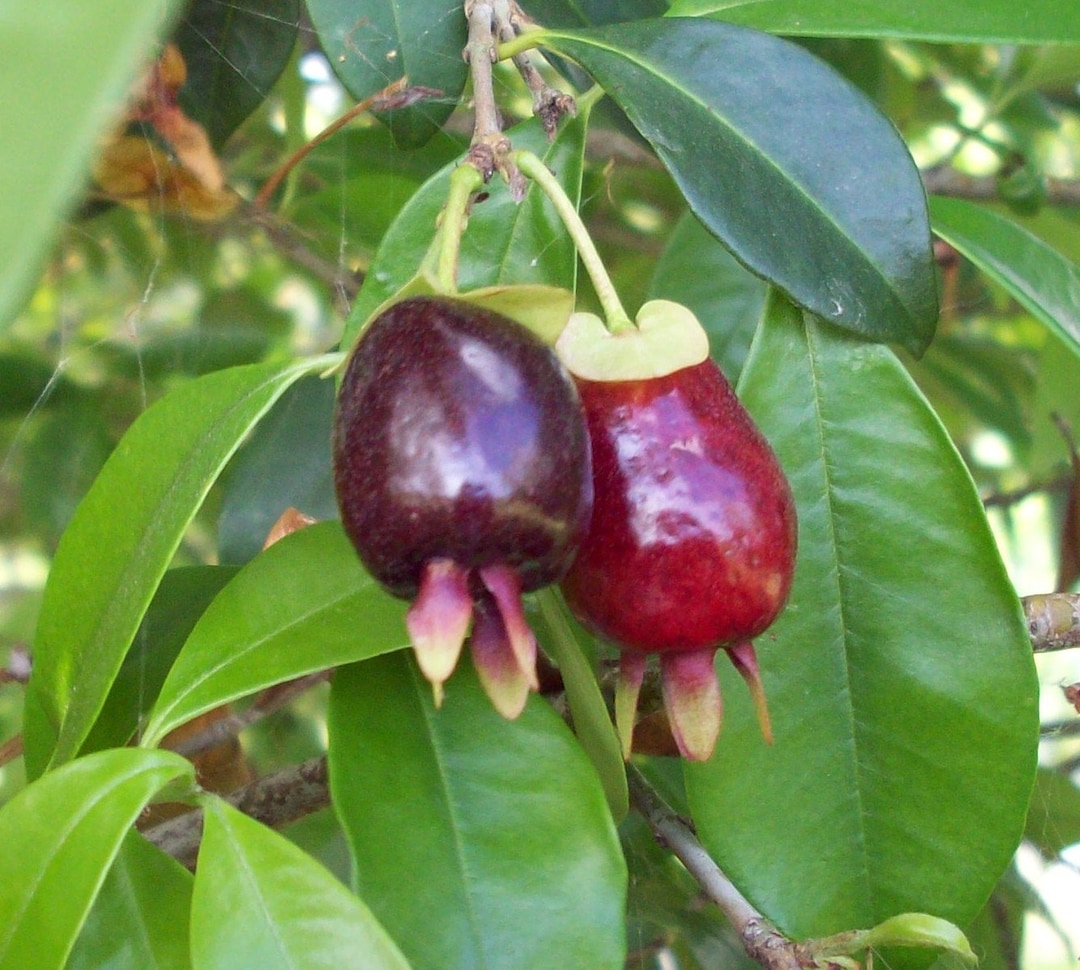 Live Cherry of the Rio Grande Fruit Trees 1 Gallon 2 to 3 Feet Tall ...