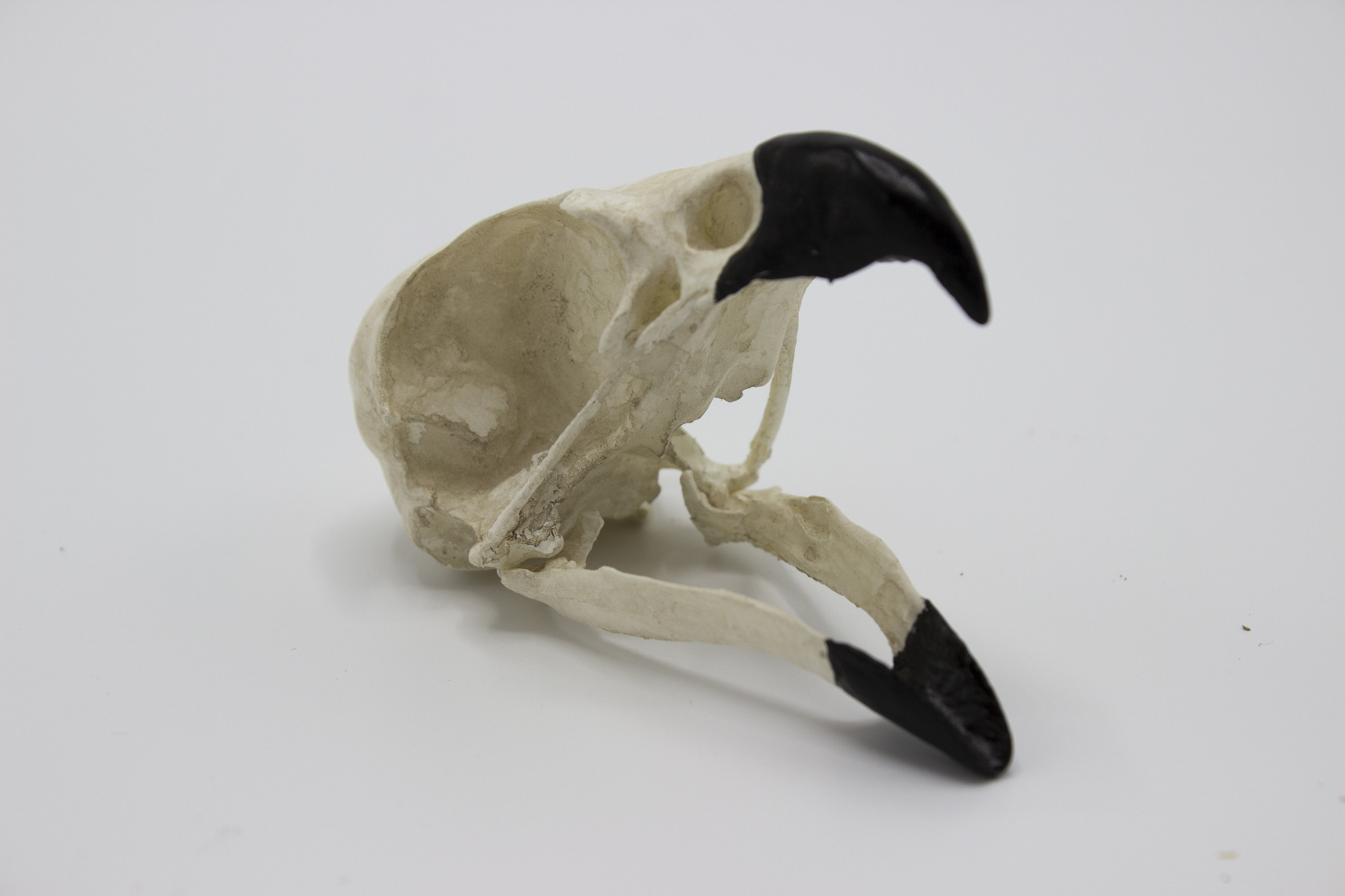 Resin cast osprey skull replica | Etsy