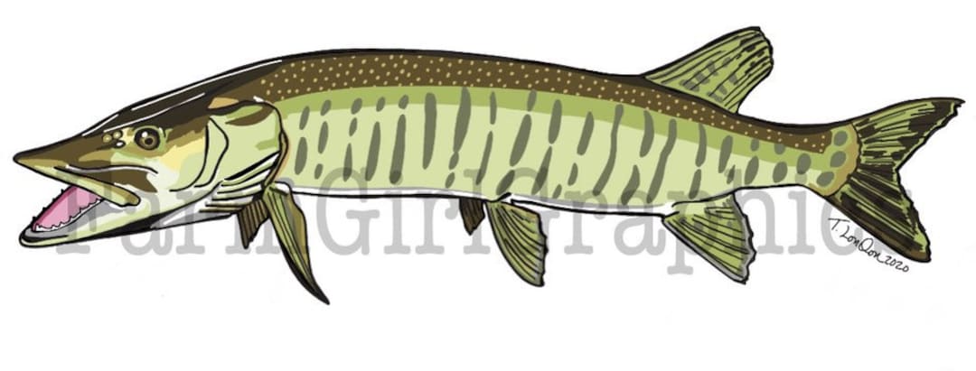 Musky Vinyl Decal - Etsy