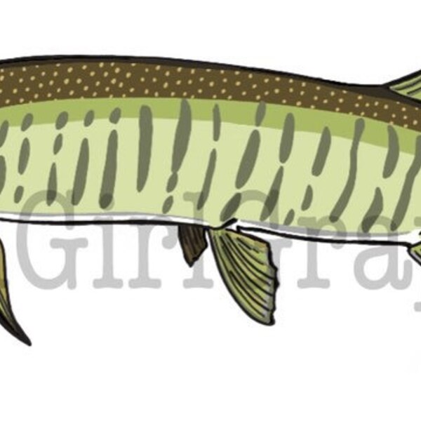 Musky Drawing - Etsy
