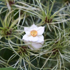 Flower Dread Beads for Dreads Dreads Accessory Flower Beads Hair Braids ...