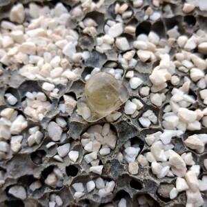 8 Mm Rutile Quartz Labret Plug Lip Plug for Stretched Lip Plug for ...