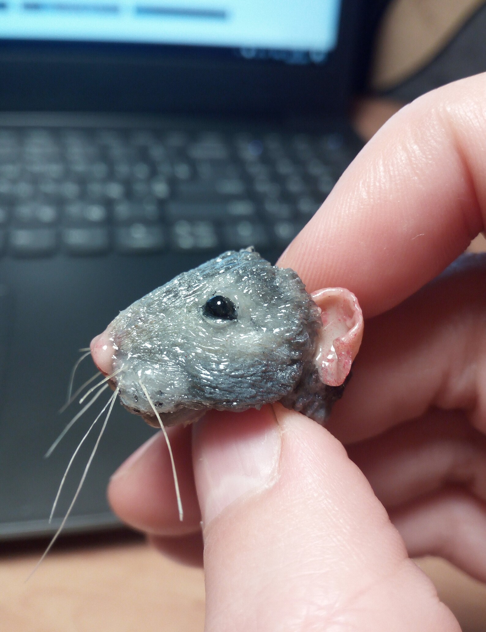 CUSTOM DREAD BEAD of your pets Dog dread bead cat dread | Etsy