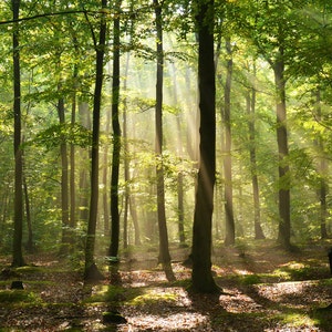 Tree Wall Covering, Forest Wall Covering, Tree Wallpaper, Tree Wall ...