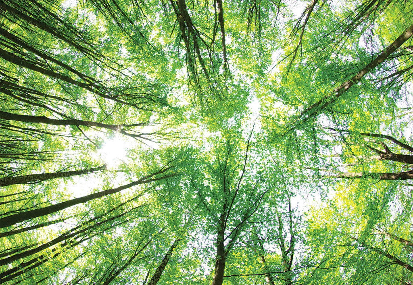 TREE TOPS CEILING Mural Peel and Stick Trees Ceiling Décor - Etsy