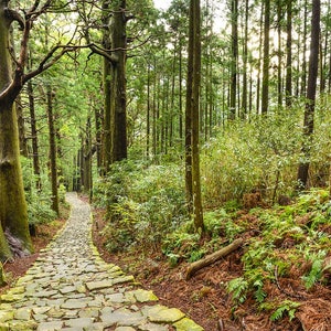 WOOD WALL COVERING, Trees Wall Art, Peel and Stick Wallpaper, Forest ...