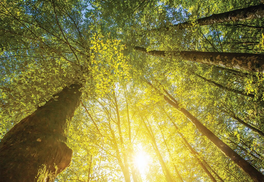 Light Through Trees Wallpaper