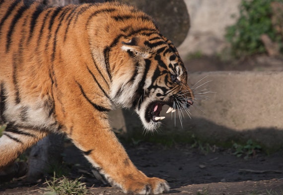Angry Tiger Wallpaper