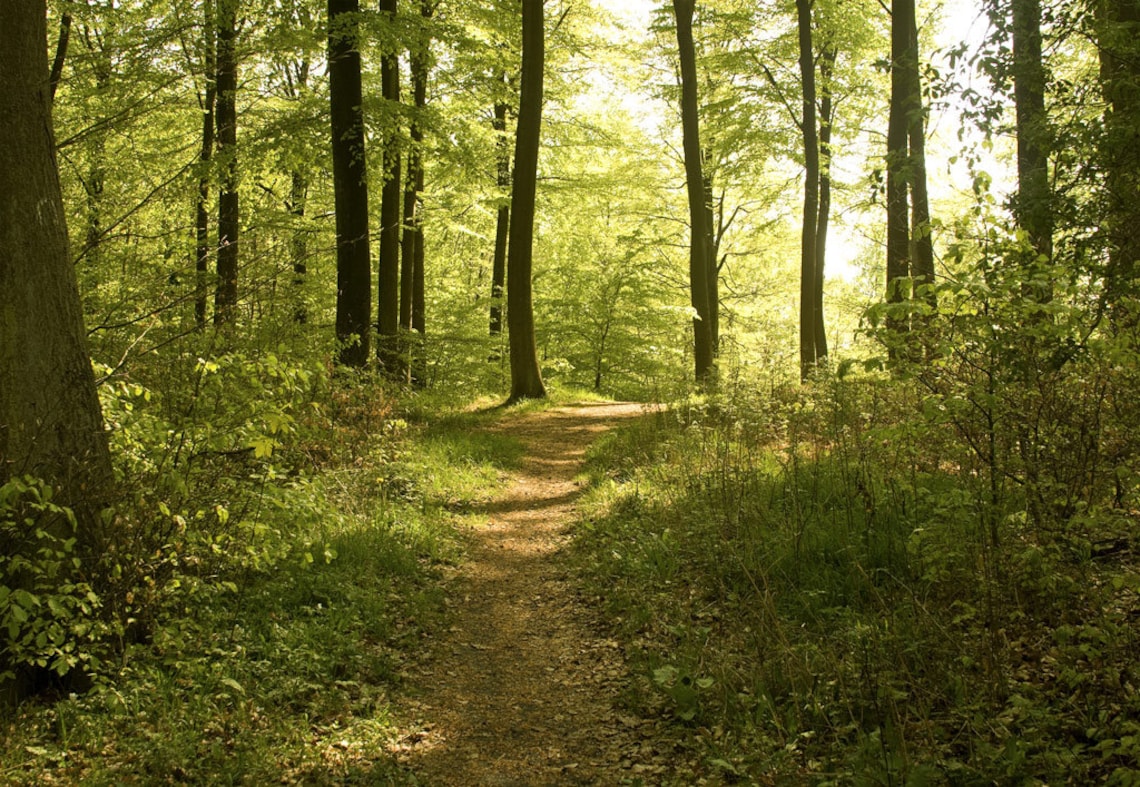 Forest Wallpaper Tree Wallpaper Tree Wall Mural Forest Wall - Etsy