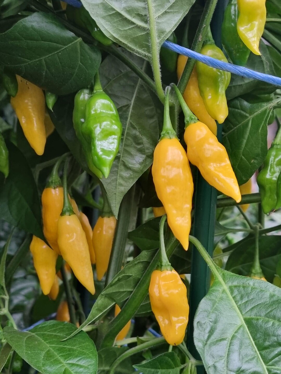 Chili Aji Limon 10 Samen - Etsy.de
