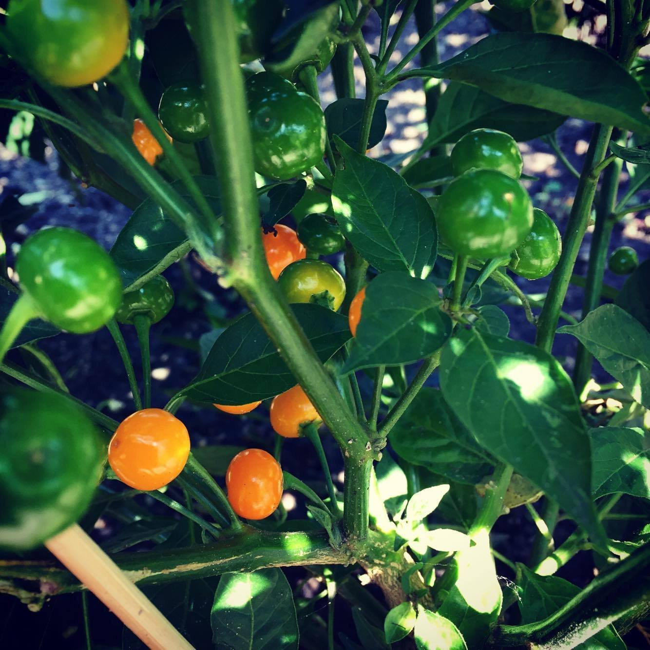 Nicol chilli 10 seeds/seeds most expensive chili of world AJI | Etsy