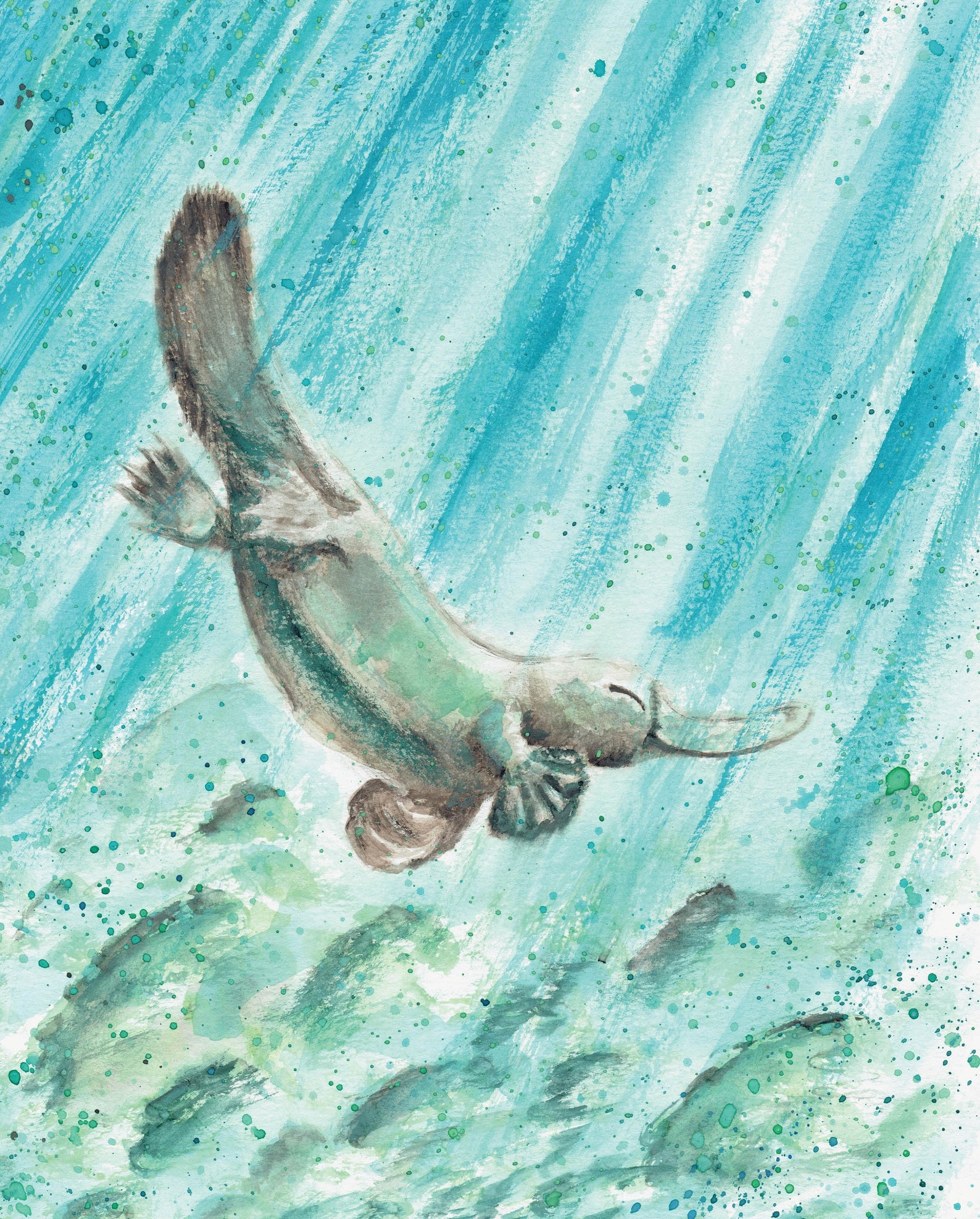 Platypus Watercolor Art Print 8x10 Animal Painting - Etsy