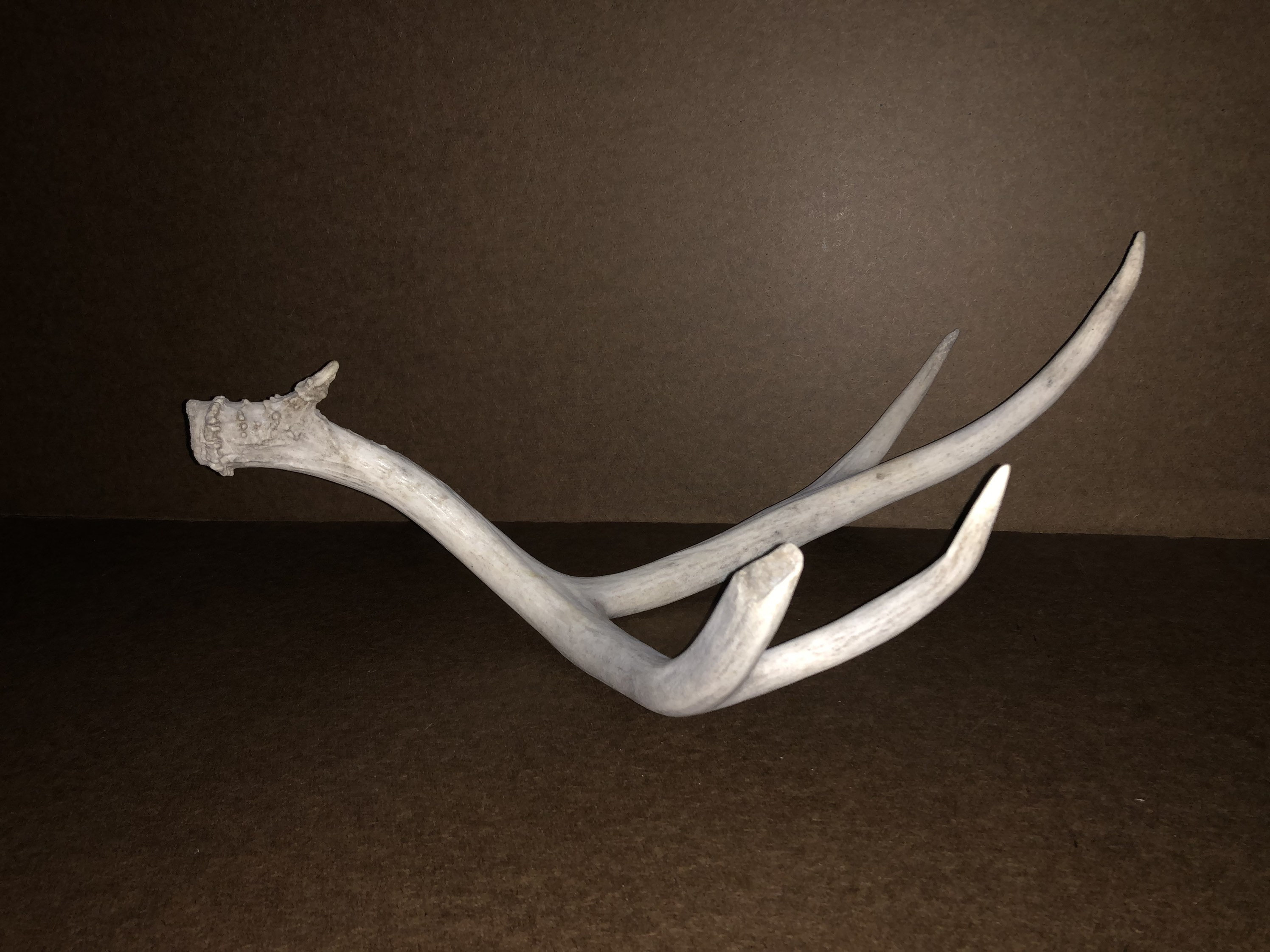 Real 4 Point Mule Deer Antler Shed Authentic Natural Arts Crafts Antler ...