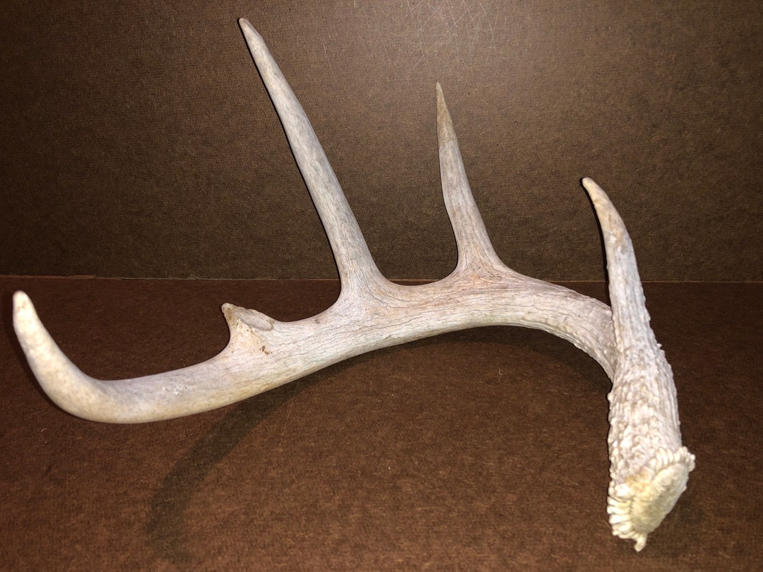 Real 5 Point Whitetail Deer Antler Shed Authentic Natural Arts Crafts ...