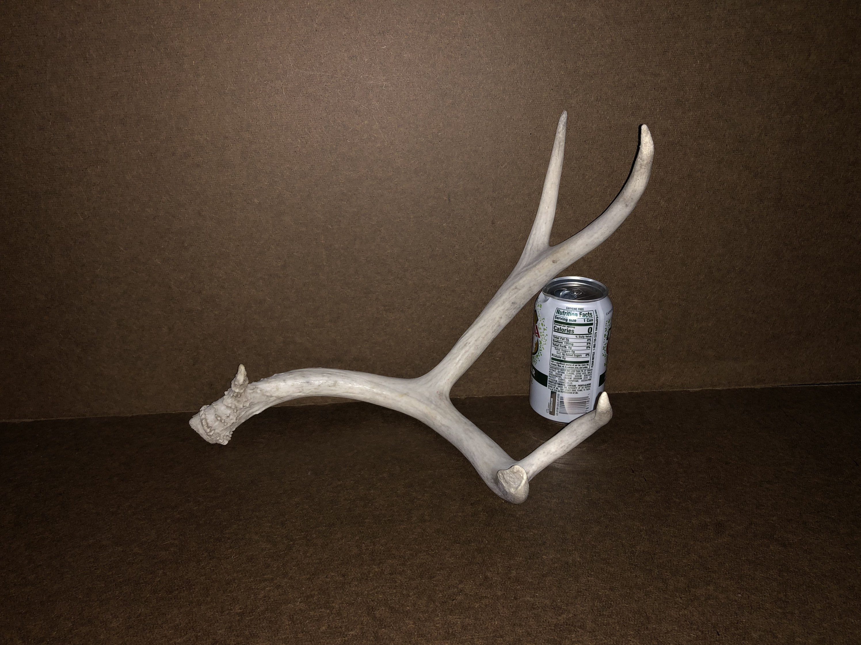 Real 4 Point Mule Deer Antler Shed Authentic Natural Arts Crafts Antler ...