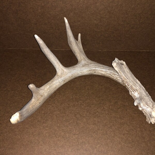 Real Deer Antlers - Etsy