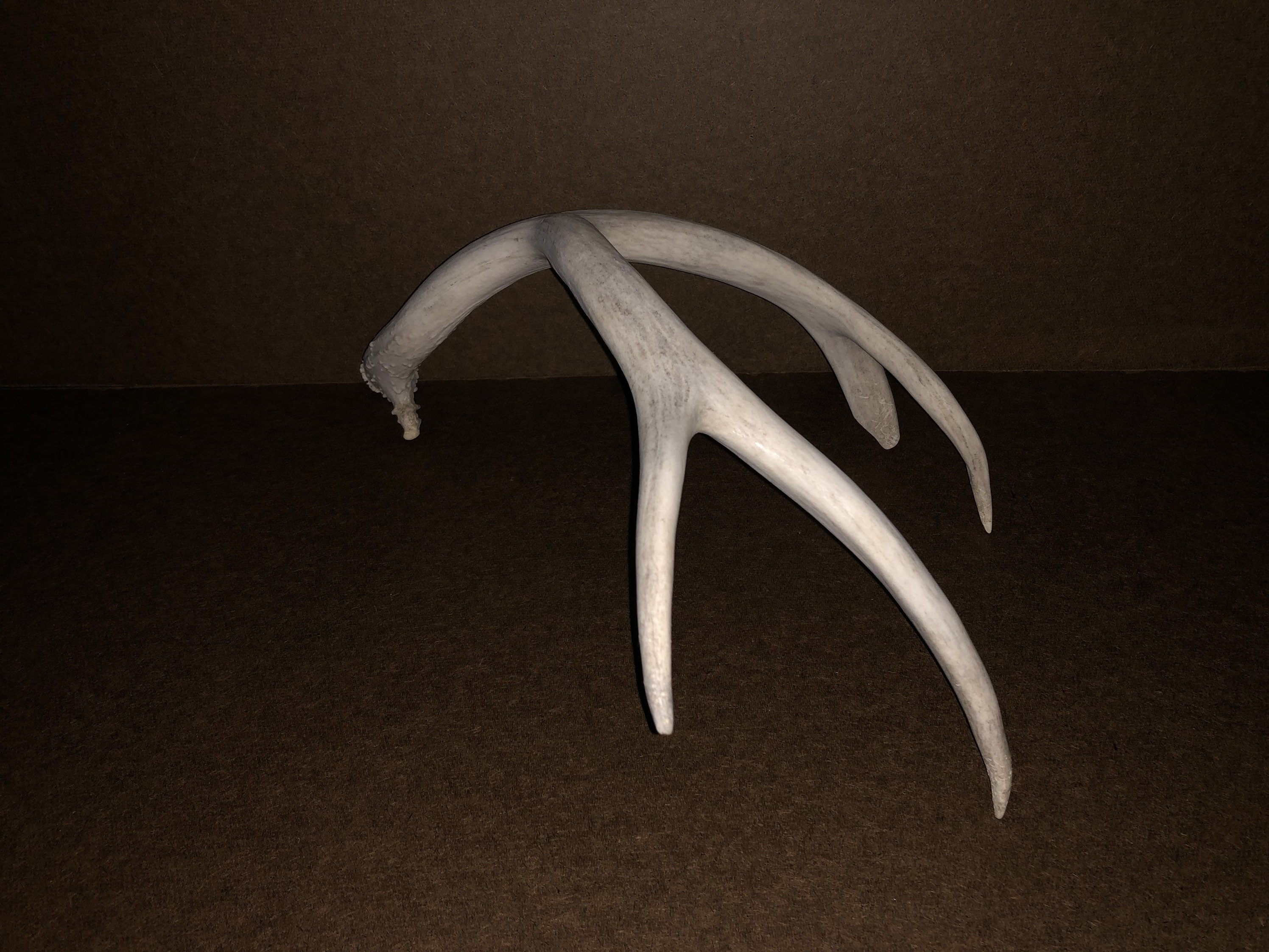 Real 4 Point Mule Deer Antler Shed Authentic Natural Arts Crafts Antler ...