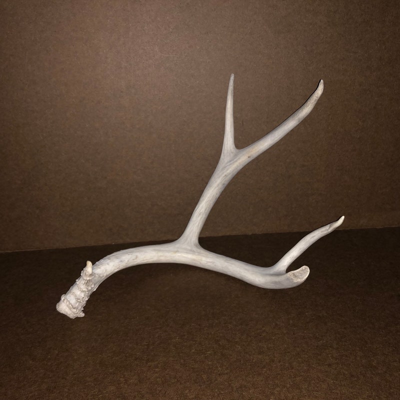 Real Antlers - Etsy