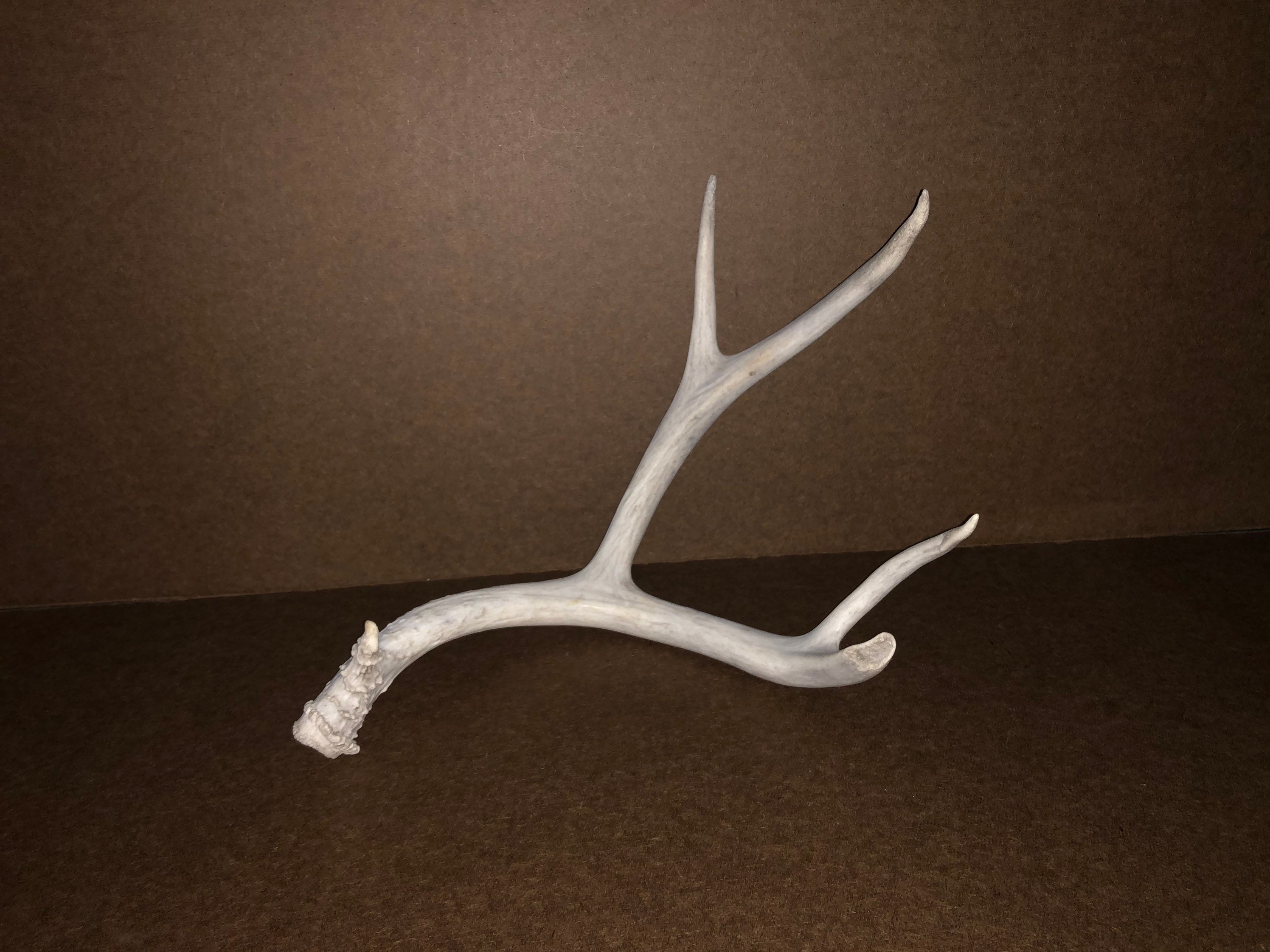 Real 4 Point Mule Deer Antler Shed Authentic Natural Arts Crafts Antler ...