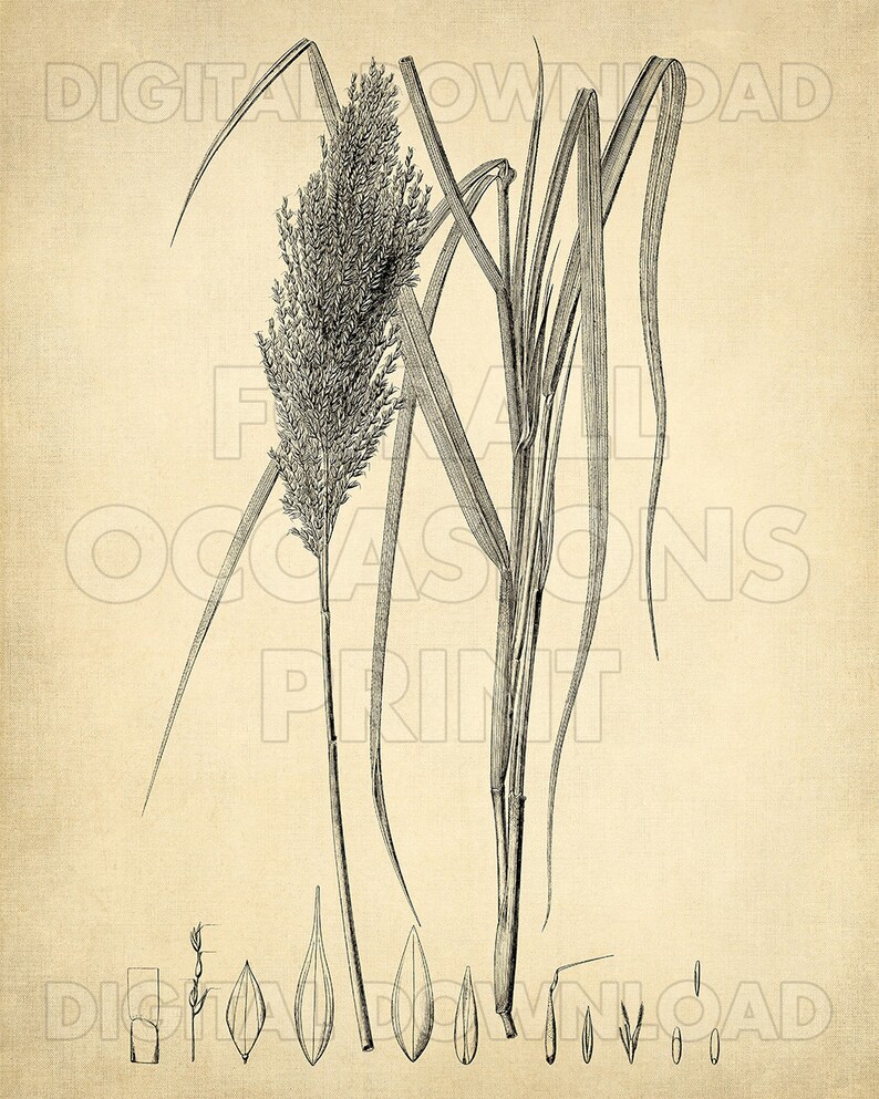 Grass Art Print Set Set of 3 Prints Vintage Botanical Print | Etsy