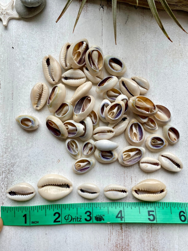 Cowrie Shell Anklet: Waxed Cord Beach Jewelry - Etsy