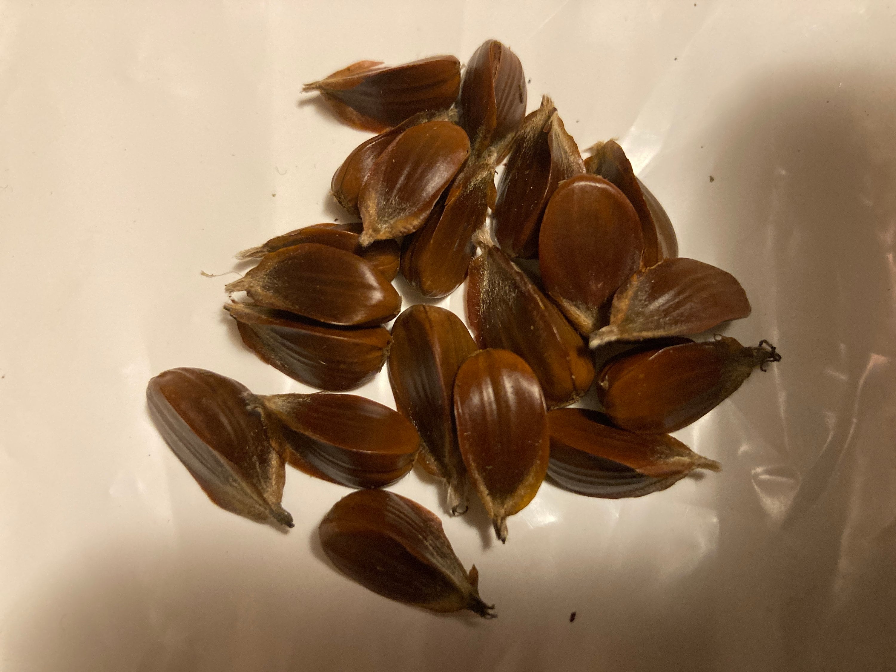 Beech Wood Nuts X 20 - Etsy Canada