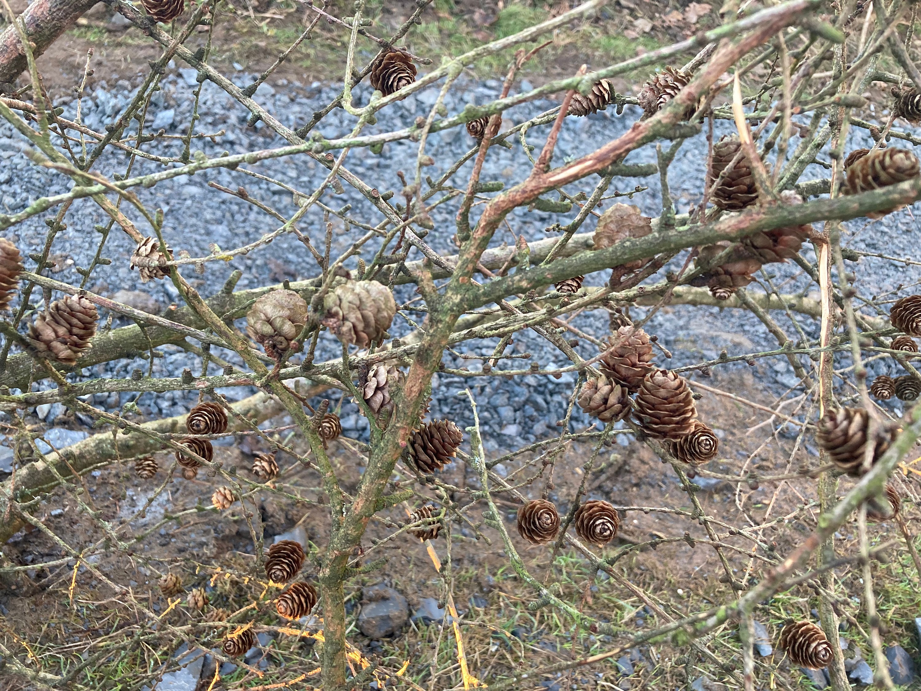 Larch Pine Cones X 50 - Etsy