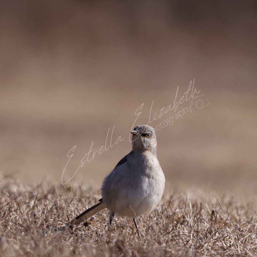 Northern Mockingbird, Mocking Bird Posing, Bird Photography, Bird Wall ...