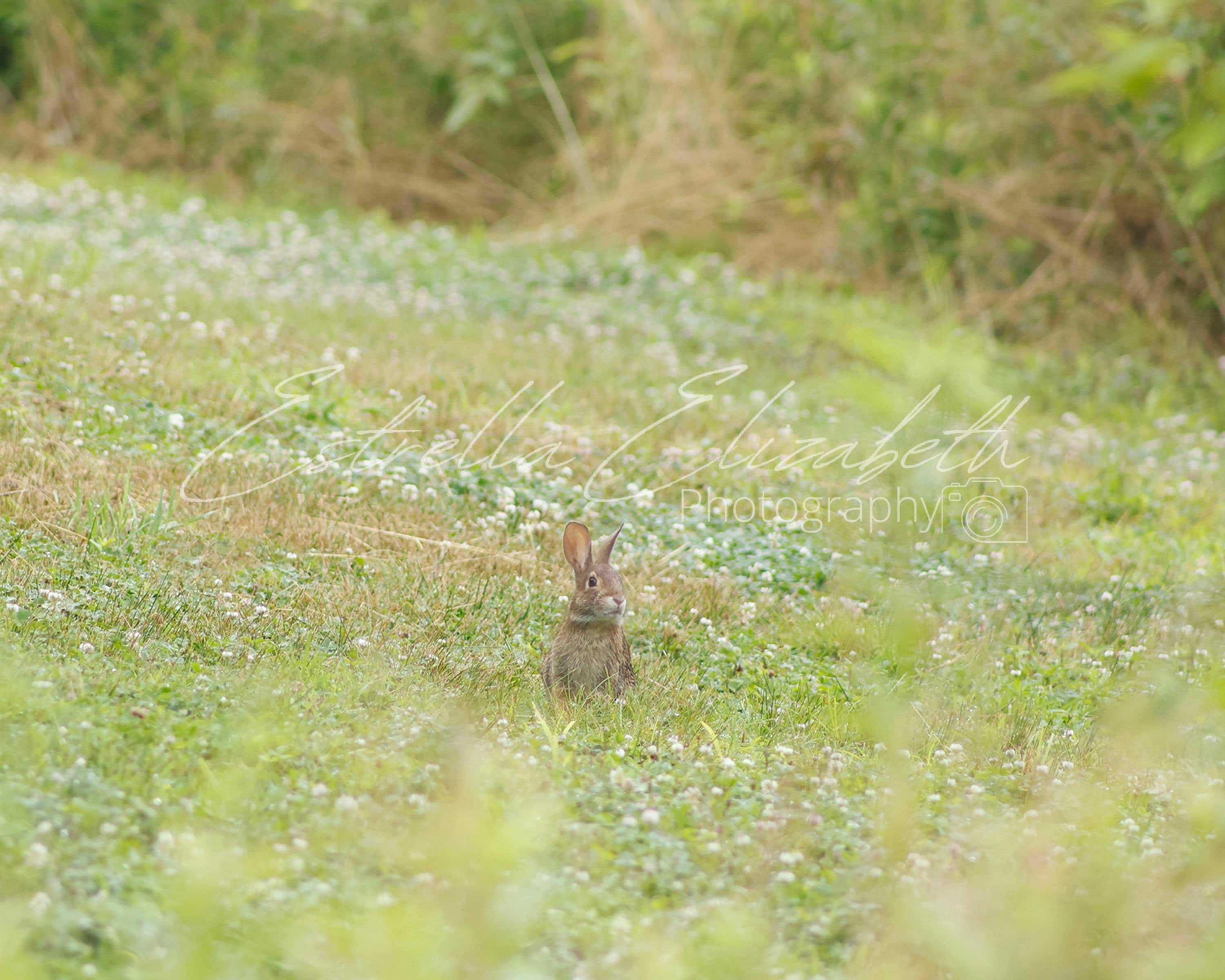 Cute Bunny Photography Digital Download, Bunny Portrait Photography ...