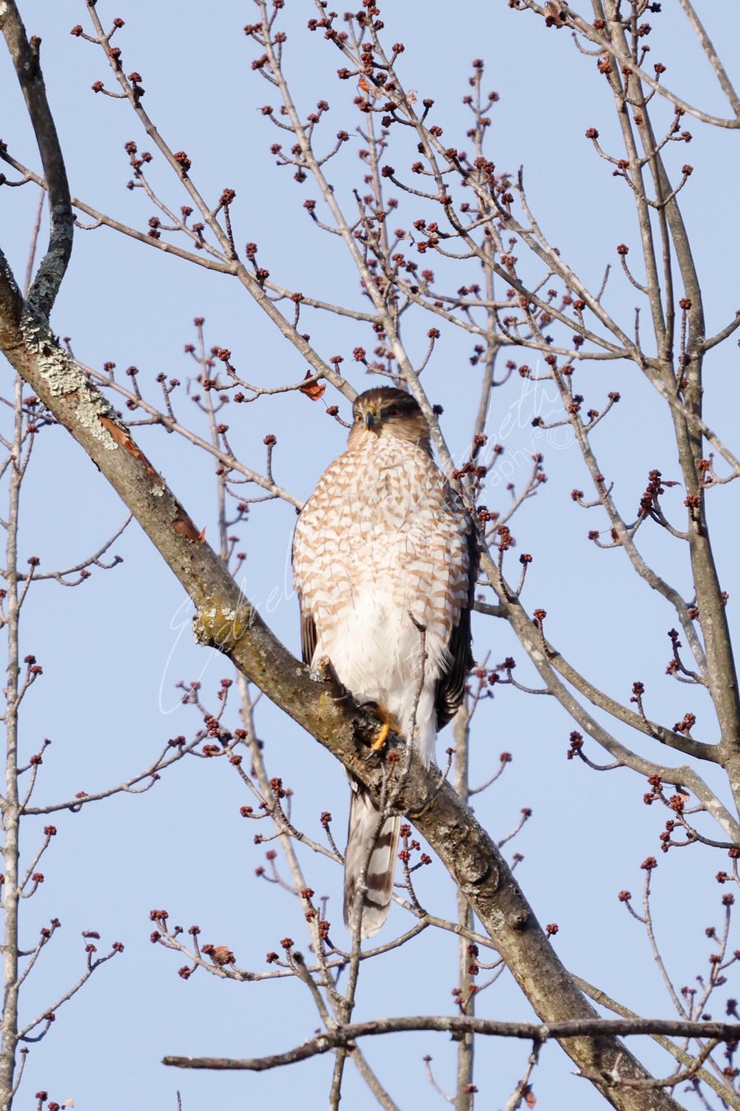 Coopers Hawk Photo, Hawk, Photogenic Bird, Bird of Prey, Bird ...