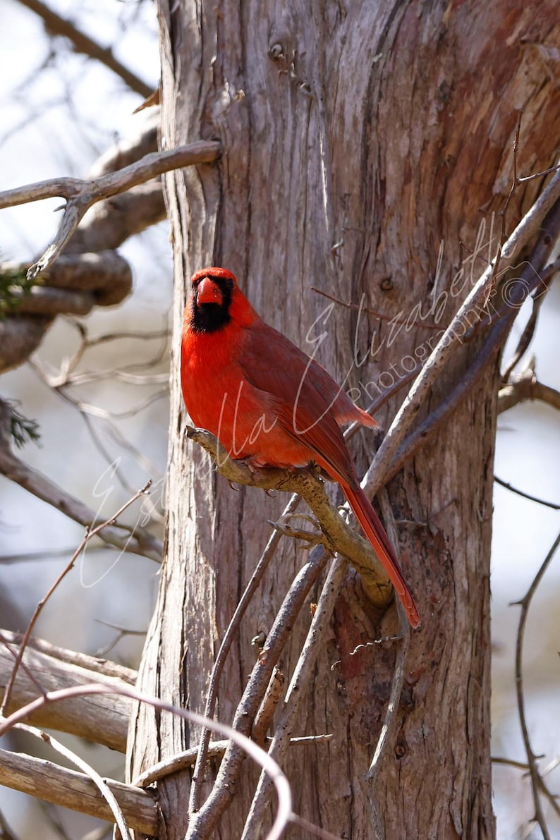 Male Northern Cardinal Photo, Red Bird, Cardinal Photo, Bird ...