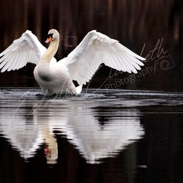 Mute Swan Photograph - Etsy