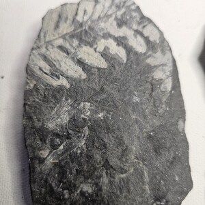Fossil Fern Slate / Shale - Etsy