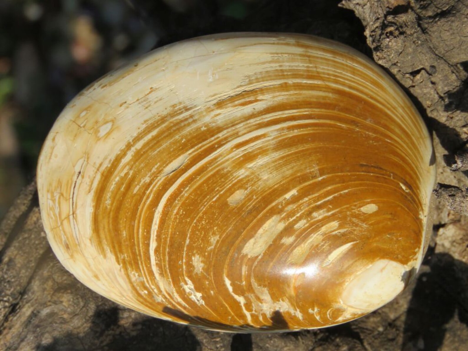 Polished X Rare Trigonia Fossil Bivalve Specimens - Etsy
