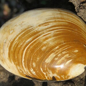 Polished X Rare Trigonia Fossil Bivalve Specimens - Etsy