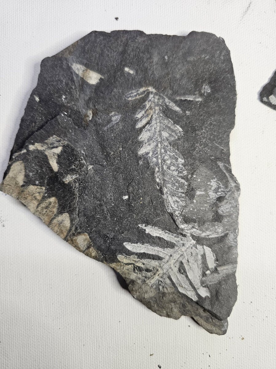 Fossil Fern Slate / Shale - Etsy
