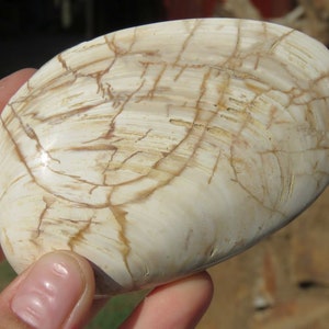 Polished X Rare Trigonia Fossil Bivalve Specimens - Etsy
