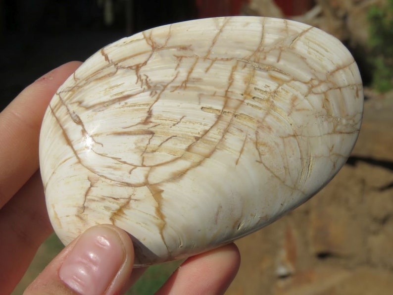 Polished X Rare Trigonia Fossil Bivalve Specimens - Etsy