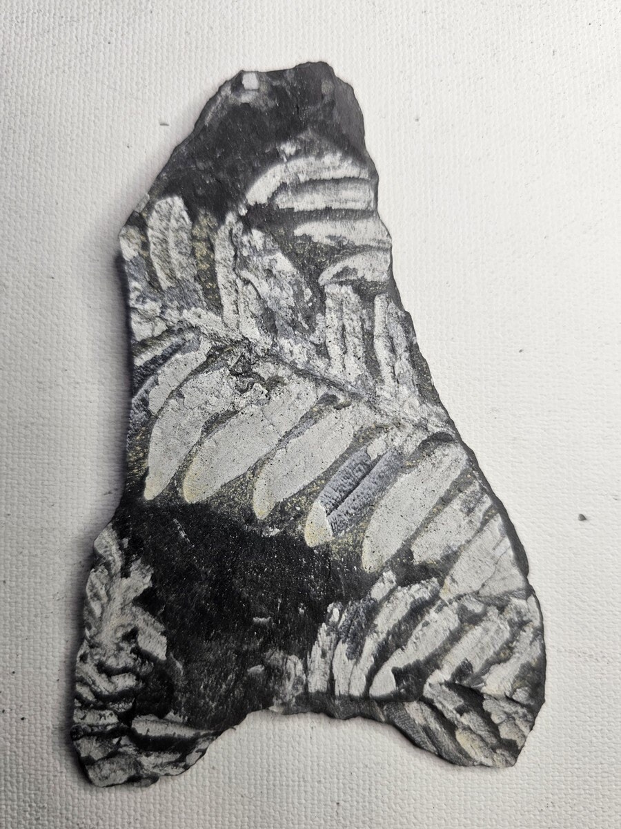 Fossil Fern Slate / Shale - Etsy