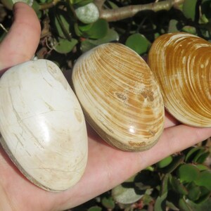Polished X Rare Trigonia Fossil Bivalve Specimens - Etsy